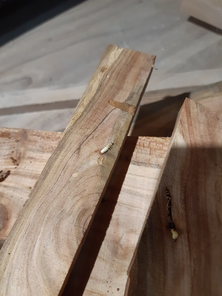 Que bicho es este? - General - Foromadera