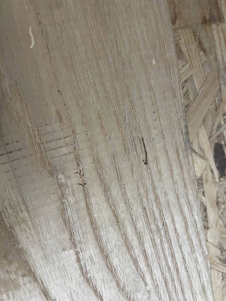 Fresno con marcas de bicho - General - Foromadera